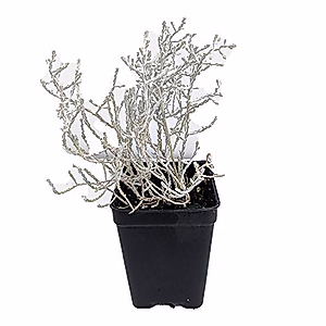 Cushion Bush - Leucophyta brownii- 2.5" Pot - Terrarium/Fairy Garden/House Plant