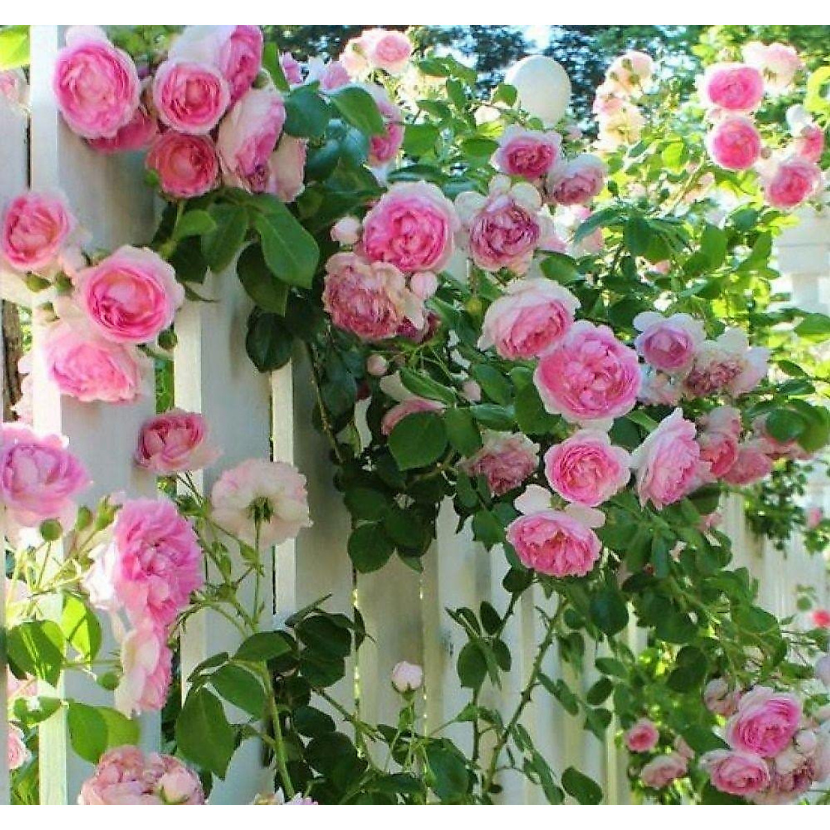 30 Rare Seeds-Pink Climbing Rose Bush Seed Flower#1108-Authentic Seeds-Flowers-Rose Seeds-Herb Seed-Vegetable Seeds-Mix Seeds for Plant-B3G1