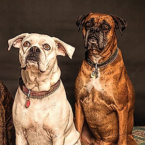 18 Pieces Leash Dog Tag Clip Pet ID Tag Pet Tag Clip Quick Clip Combos Durable Dog ID Tag with Rings, Stainless Steel Quick Clips Pet ID Tag Holder for Dog Cat (Silver, 1.9 Inch，1.3 Inch，0.8 Inch)