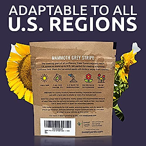 Mammoth Grey Stripe Sunflower Seeds for Planting – Extra Large Packet – Over 250 Open Pollinated Non-GMO Seeds – Helianthus annus
