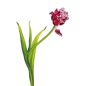 Kaiser Slimlite Plano 5000K 10.5x15.5" Battery/AC Thin Dimmable LED Lightbox (202454)