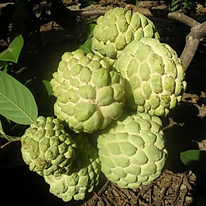 Annona Squamosa Sugar Apple Tree Live Plant - Asian Sugar Apple Fruit 9-14 Inc Height (Mãng Cầu Dai)