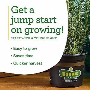 Bonnie Plants Rosemary Live Edible Aromatic Herb Plant - 4 Pack, Perennial In Zones 8 to 10, Great for Cooking & Grilling, Italian & Mediterranean Dishes, Vinegars & Oils, Breads