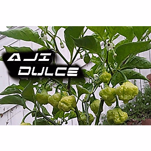 AJI DULCE #1,Pepper Seeds,Known As ajicitoo,aji gustoso,ají cachucha & sweet (100 Seeds)