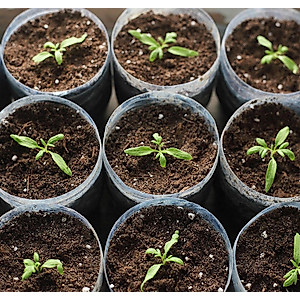 Plastic Nursery Pots - 36 Pieces 7 / 5 / 4 Inch Soft Transparent Plastic Gardening Pot Planting with Drainage Hole for Seedling Succulent Vegetable Flowers Cuttings