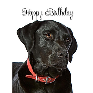 CafePress Black Lab Birthday Card Folded Greeting Card Matte