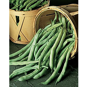 Burpee Stringless Green Pod Bush Bean Seeds 4 ounces of seed