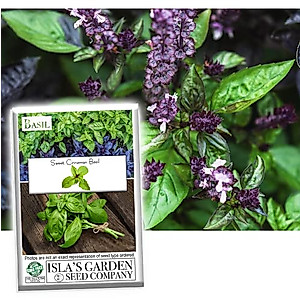 "Sweet Cinnamon" Basil Herb Seeds for Planting, 500+ Heirloom Seeds Per Packet, (Isla's Garden Seeds), Non GMO Seeds, Botanical Name: Ocimum basilicum 'Cinnamon', Great Home Garden Gift