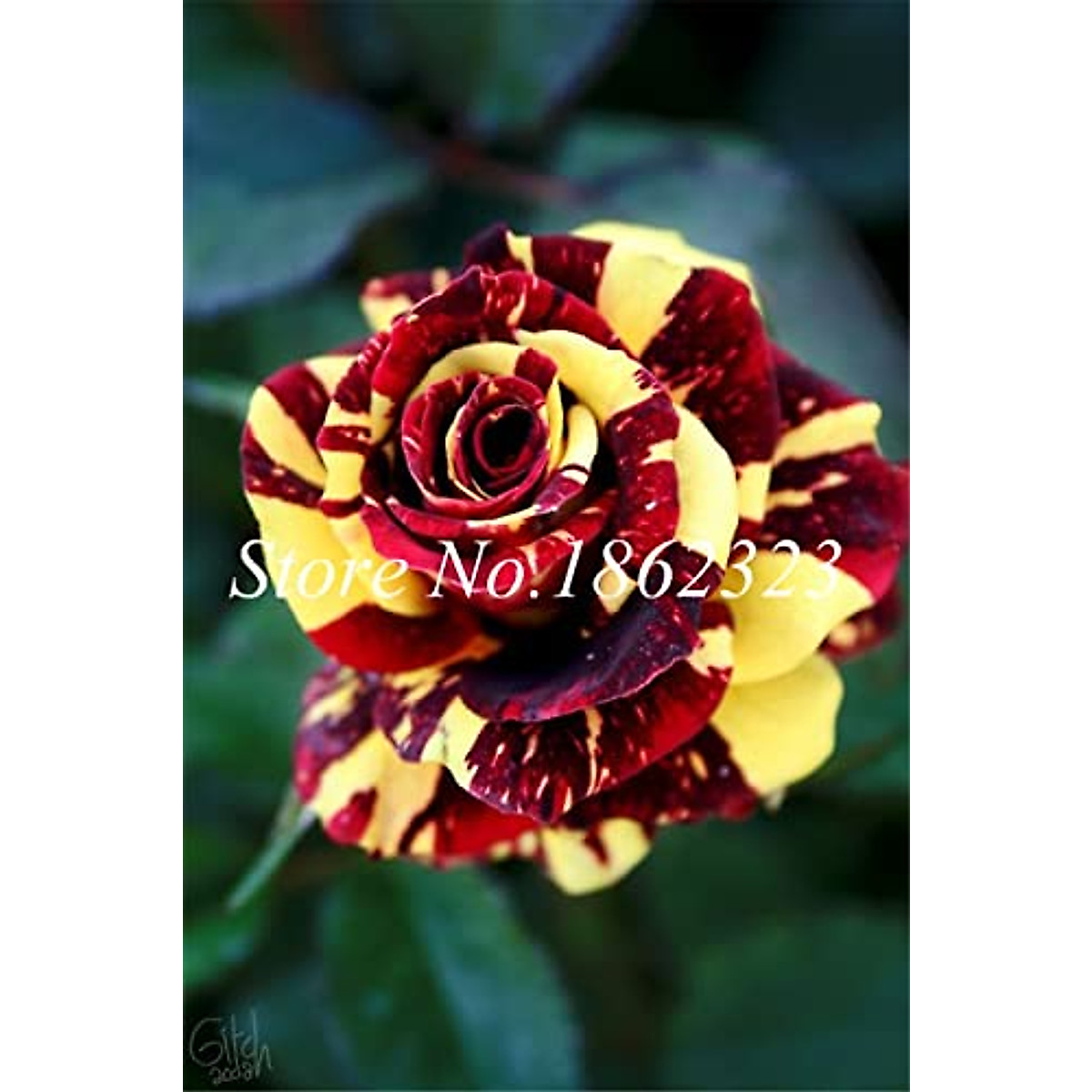 Dichondra Fresh 200 Pcs Rainbow Rose Flower Seeds for Planting Black