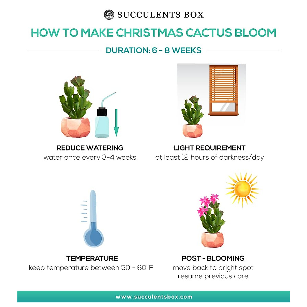 Christmas Cactus Thanksgiving Cactus (4-inch Plastic Pot) - Cactus Plants Live, Hand Selected, Rare Varieties for Gift or Home Decoration - Unique Collection of Live Cactus, Succulents, Indoor Plants