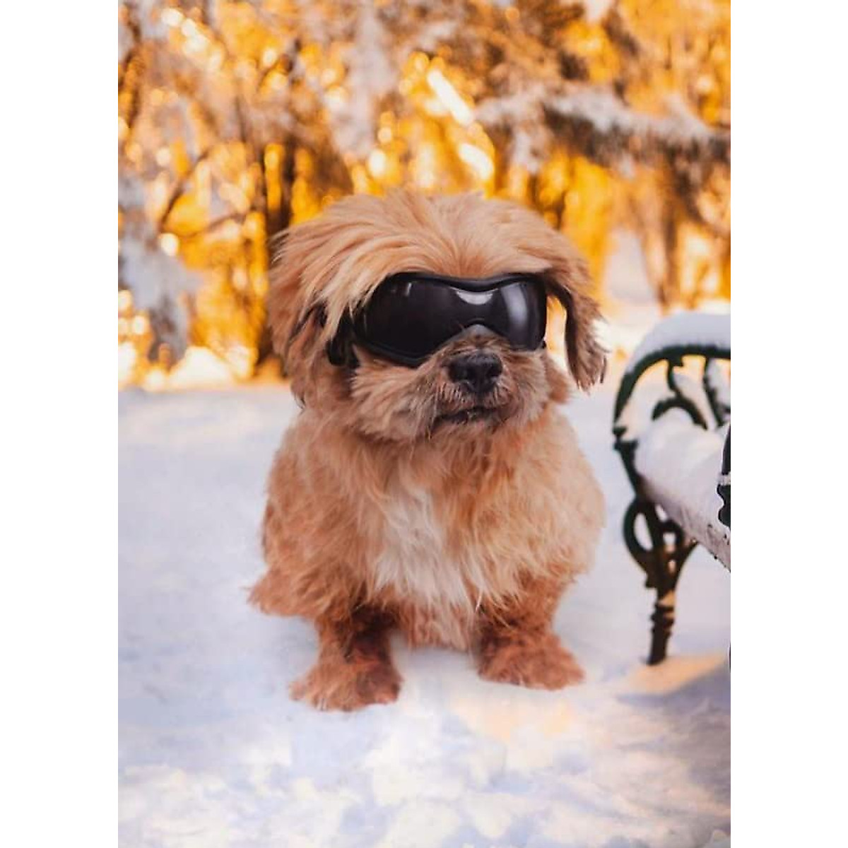 SHAMR Dog Sunglasses Dog Goggles Doggles UV Eye Protection Dog Glasses for Small to Medium Breed, Dust and Water Proof with Soft Frame (Black)