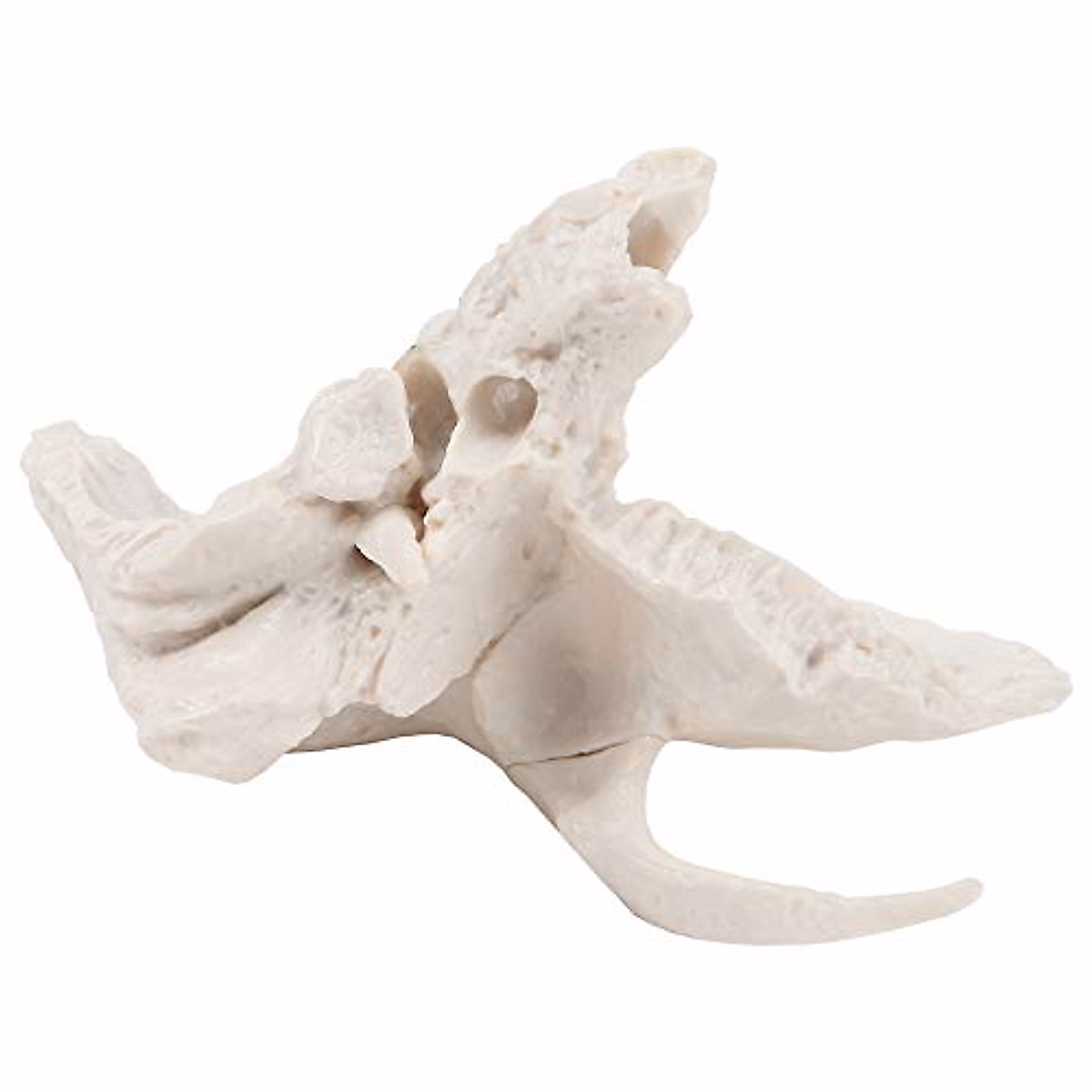 Axis Scientific Temporal Bone - Left