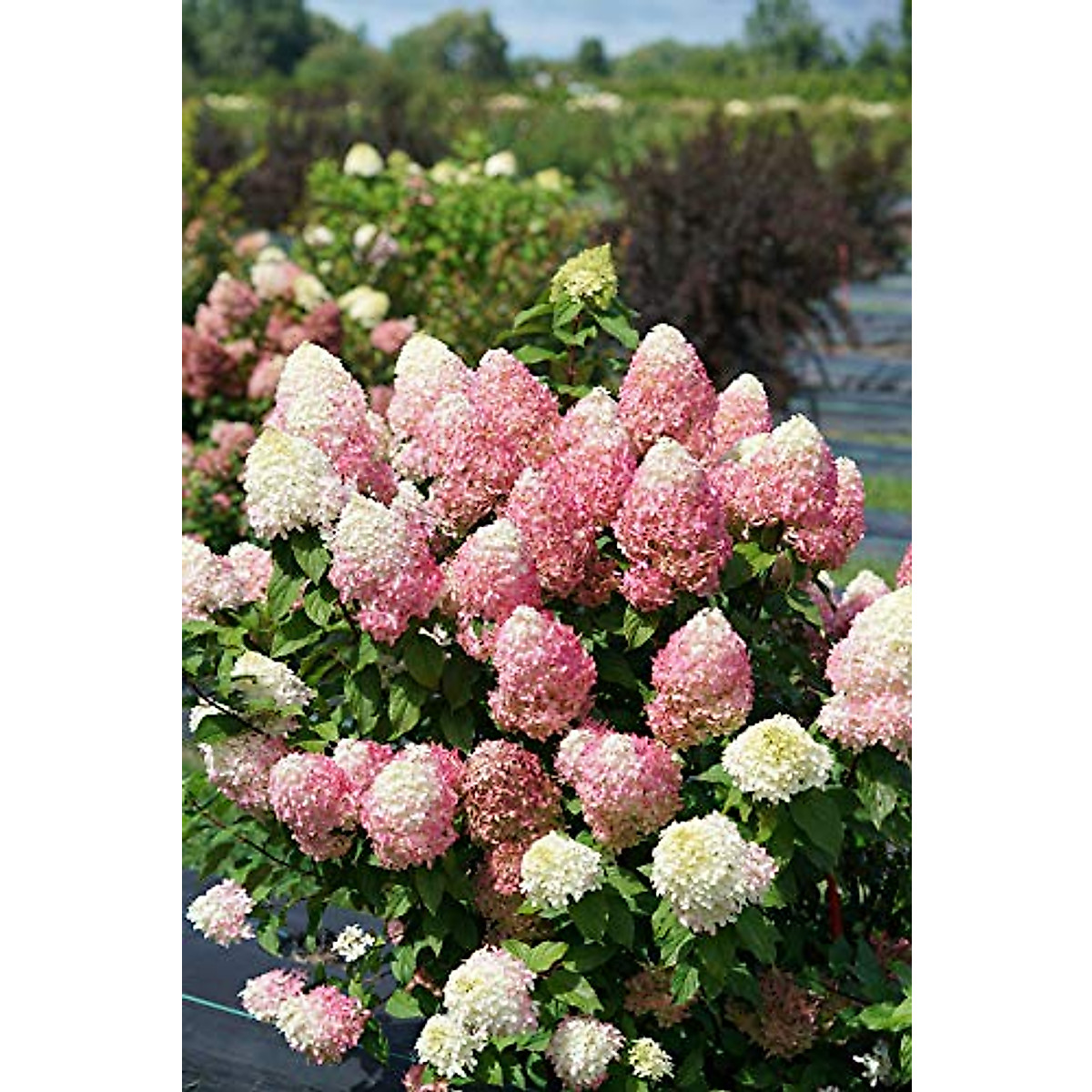 1 Gallon Quick Fire Fab Panicle Hydrangea (Paniculata) Live Plant, White, Pink, and Red Flowers