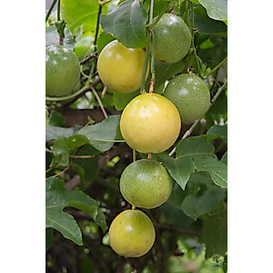 25 Yellow Passion Fruit Tree Seeds for Gardening Indoor, Ornaments Perennial Garden Simple to Grow Pot