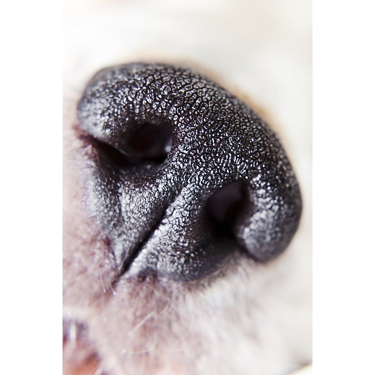 Canon EF-S 18-200mm f/3.5-5.6 is USM 10x High Definition 2 Element Close-Up (...