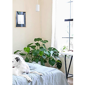 Aspect Large White Luxury LED Grow Light – for Medium and Large Plants