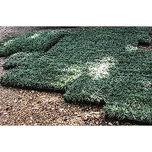 Dwarf Mondo Grass Qty 90 Live Plants Shade Loving Evergreen Ground Cover
