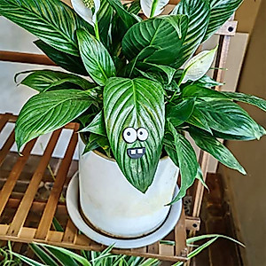 HOMDSG Monster Plant Magnets Eyes for Potted Plants, Funny Plant Safe Magnet Pins Charms, House Plant Accessories, Halloween Decorations for Plant Lovers