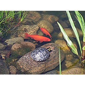 America's Best Koi Food 20 lbs Koi Fish Food Small to Medium Pond Pellets for Pond Fish with 35% Protein