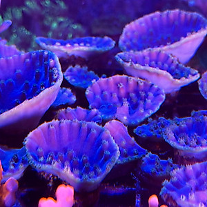 coralSLover Live Saltwater Corals, Brand, Coral Decor for Aquarium, Livestock, Reef, Marine, Turbinaria Purple Scroll Coral