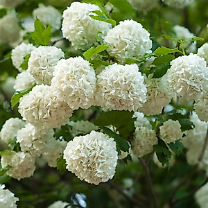 Old Fashion Snowball Viburnum Plant Live, White Snowball Bush Plant from 8 Inc Tall 4 Inc Pot for Planting
