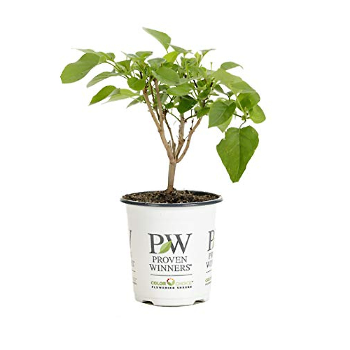 Proven Winners SYRPRC1157800 Scentara Double Blue Live Shrub 4.5" Quart Purple