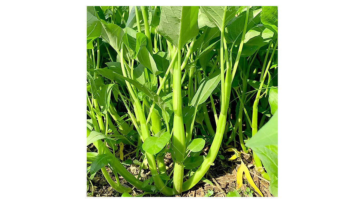 500+ Kong Xin CAI Vegetable Seeds Water Spinach Kangkong Delicious ...