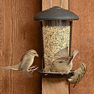 Perky-Pet 101-5 Wall and Post Mount Wild Bird Feeder