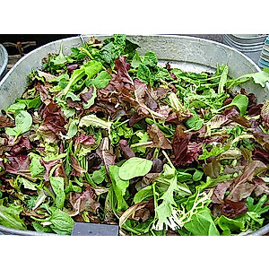 This is a Mix!!! 2000+ Seeds Microgreens Mix 40 Varieties - About 1 oz. - Superfood Seeds Heirloom Non-GMO Delicious Easy to Grow! from USA Fresh and Tested Seeds!