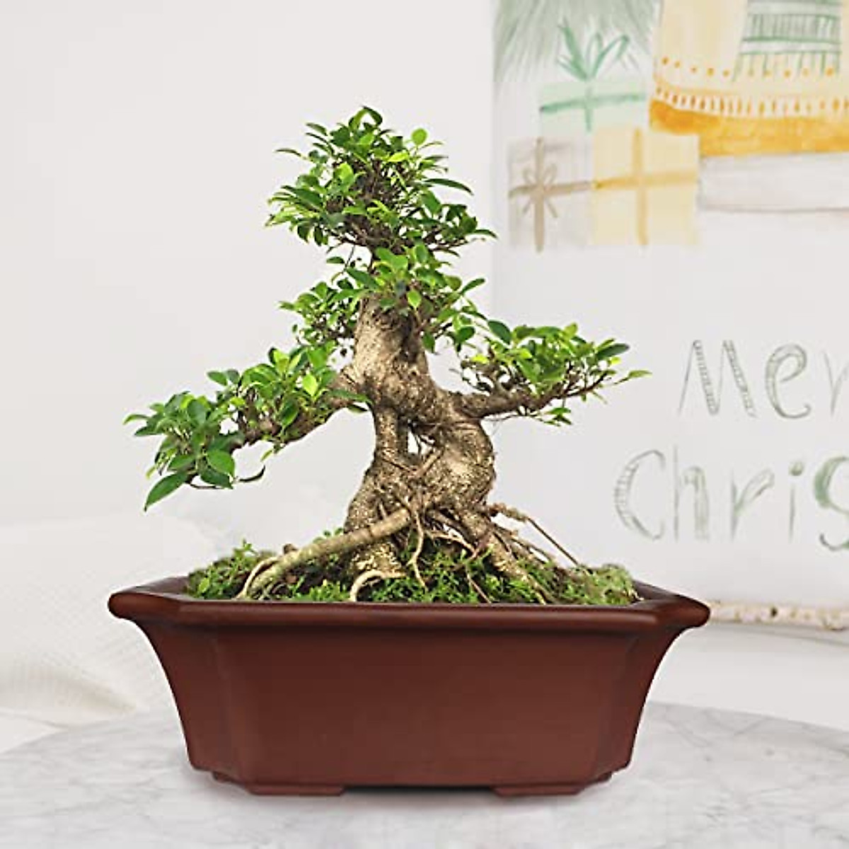 MUZHI 2 Pack 8" Unglazed Ceramic Bonsai Tree Pot Training Planter with Drainage Wiring Hole, Breathable Handmade Zisha Pottery Growing Plant Pot with Mesh Drip Tray Indoor Outdoor