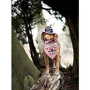 Elegant little tail Dog Bandanas - 1Pack Brithday Gift Washable Female Dog Scarf Square Dog Bib Kerchief Scarf Adjustable pet Bandana for Medium Large Girl Dogs