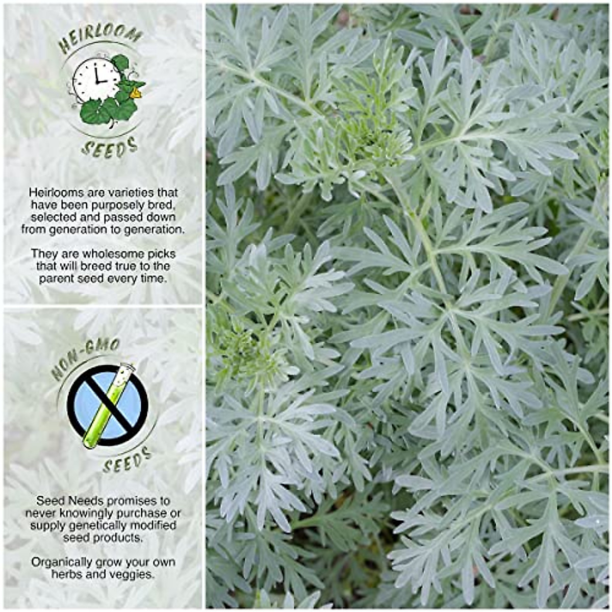 Seed Needs, Wormwood Herb Seeds for Planting (Artemisia Absinthium) Heirloom, Non-GMO & Untreated - Medicinal Herb (2 Packs)