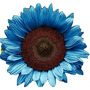 SeedCoast Blue Sunflower Seeds for Planting - Non-GMO Heirloom Organic Rare Ornamental Sunflower Seeds to Plant Home Garden Yard Farm Bulk of 50 Seeds