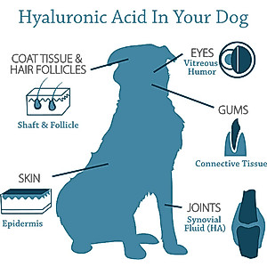 Canine Hyaluronic Acid + Zinc by Hyalogic - Joint & Immune Support, HyaFlex Pro Pure 8oz - Liquid Oral HA Dog & Pet Supplement