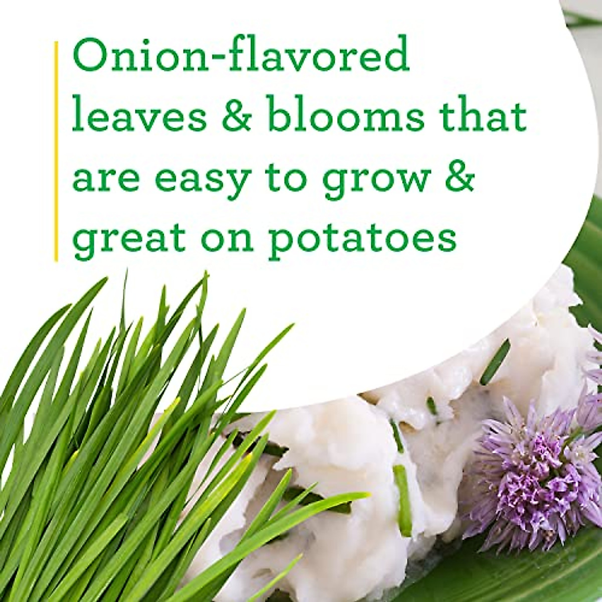 Bonnie Plants Onion Chives - 4 Pack Live Plants, Perennial in Zones 3 - 10, Non-Gmo, Great for Salads, Soups, Potatoes & More