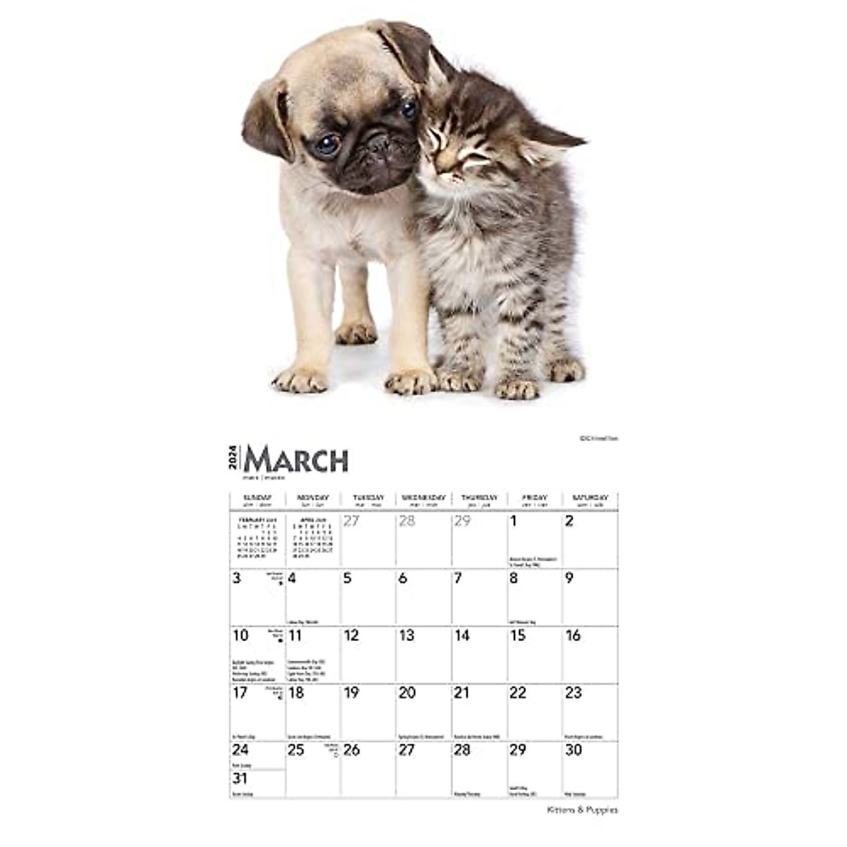 Kittens & Puppies | 2024 7 x 14 Inch Monthly Mini Wall Calendar | BrownTrout | Animals Cute Dogs Cats