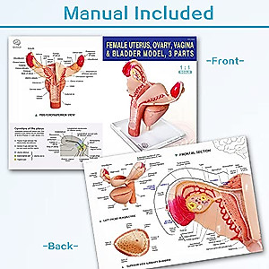 Human Uterus Ovary Urinary Bladder Model On Plexiglass Base, Female Reproductive Organ Model, Female Genital Organ, Shows Uterus, Ovary, Vagina, Uterine Medical Teaching Anatomical Gynecology