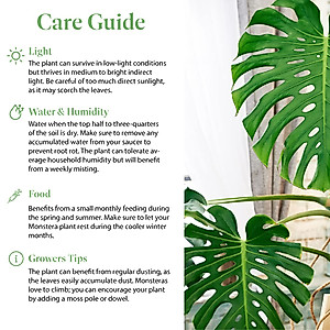 American Plant Exchange Live Monstera Deliciosa Plant with Edible Fruits, Split Leaf Philodendron Plant, Plant Pot for Home and Garden Decor, 10" Pot