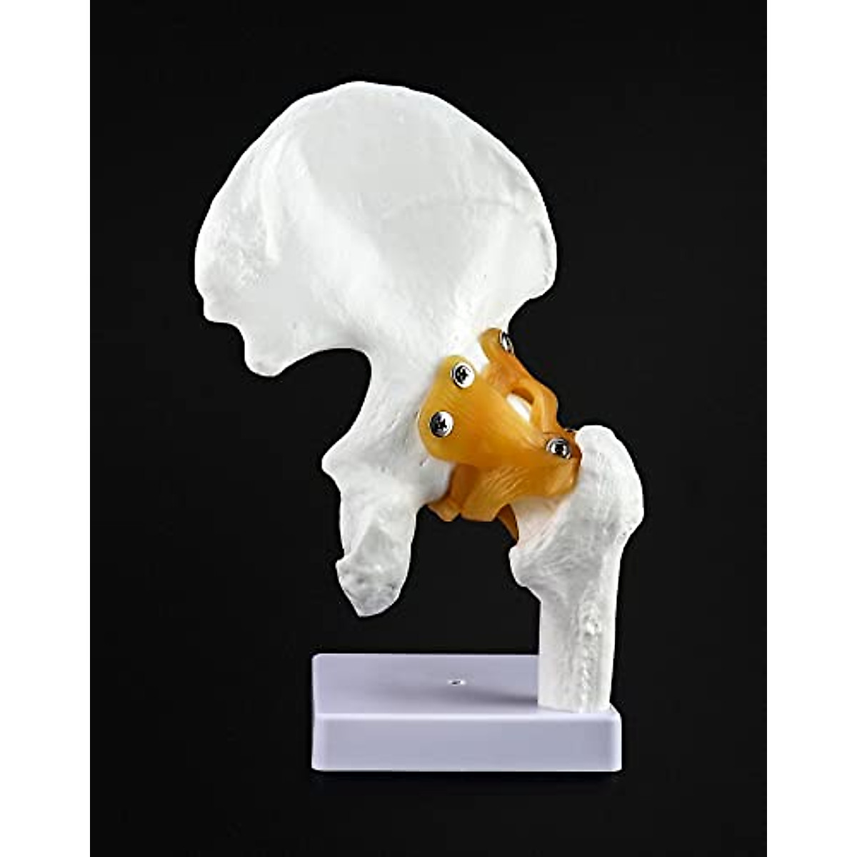 QWORK Human Hip Bone Model with Flexible Ligaments, Hip Joint Model, Features Femur, Hip Bone and Peripheral Ligaments, for Classroom Education & Medical Training