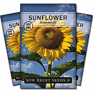 Sow Right Seeds - Mammoth Sunflower Seeds for Planting - Grow Giant Grey Stripe Sun Flowers in Your Garden - Non-GMO Heirloom Seeds with Full Instructions for Planting Bright Sunflowers at Home (3)