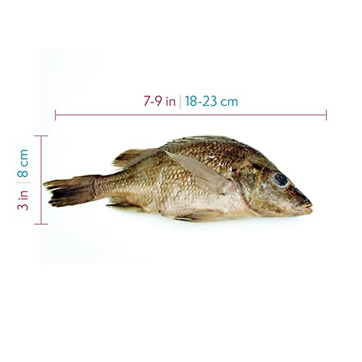 Anatomy Lab Perch Specimen for Dissection, for Biology Classrooms, Plain Injection 7-9 Inches, Vacuum Pack of 10