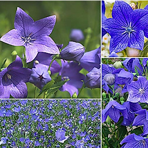 100+ Peachleafed Bellflower Campanula Flower Seeds Purple Blue Perennial Garden Beauty