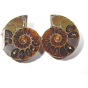 phoenix888 XUETZALCOATL Laxmi Narayan Sudarshan Vamavarti Daxinavarti Male Female Shaligram 2cm - 2.5cm