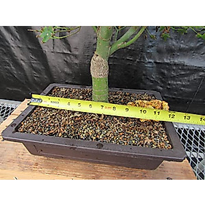 48 Year Old Dwarf Japanese Maple Bonsai Tree