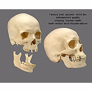 Human Skull Replica Life-Size - Low Cost Economy-Factory 2nd Tier- Good Quality, Model 3093001-2nds, by Nose Desserts