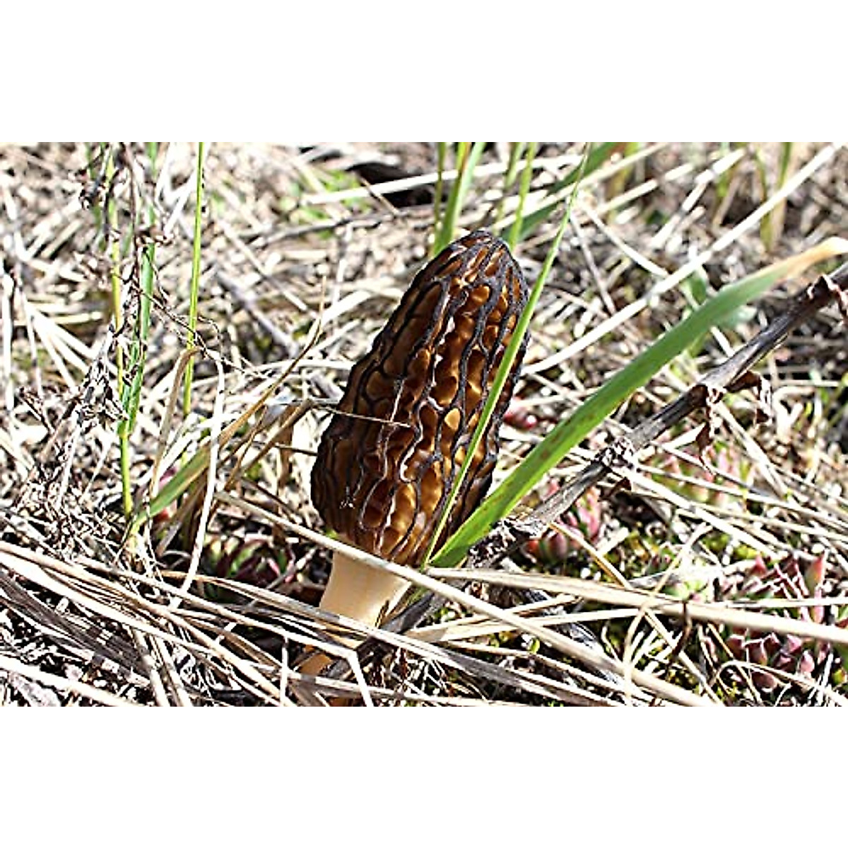 100pcs Seeds Morel Black Mushroom Mycelium Spawn Grow Bonsai Dried Spores for Planting Non GMO