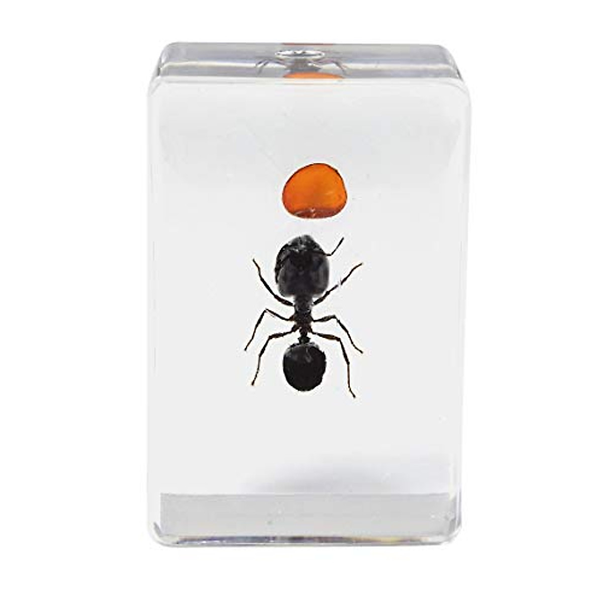 Celestron – Real 3D Bugs in Clear Resin – 4pc Set Includes Wasp, Ant, Chafer, and Beetle Specimens – Perfect for Science Eduction and Classroom – Use with Digital and Stereo Microscopes