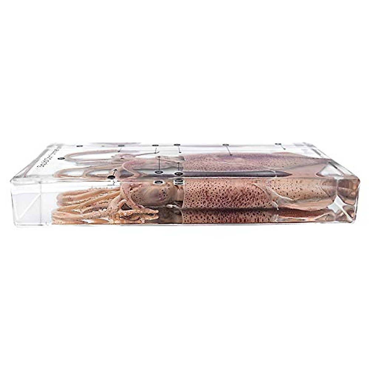 Squid Cuttlefish Conformation Specimen Paperweights Science Classroom Acrylic Block Specimens Sea Life Specimen for Science Education