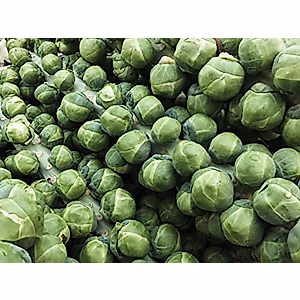 TKE Farms - Brussel Sprout Seeds for Planting, Long Island Improved, 3 Grams ≈ 750 Seeds, Brassica oleracea VAR. gemmifera