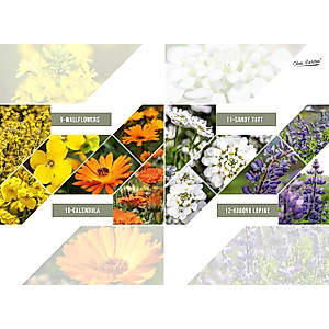 California Wildflower Mix - 10,000 Seeds - 17 Varieties - No Fillers, Open Pollinated and Non GMO, Perennial and Annual Garden Flowers, Attracts Bees and Butterflies